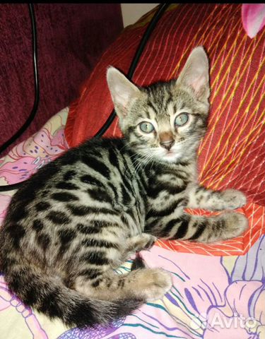 Угольный браун и линкс