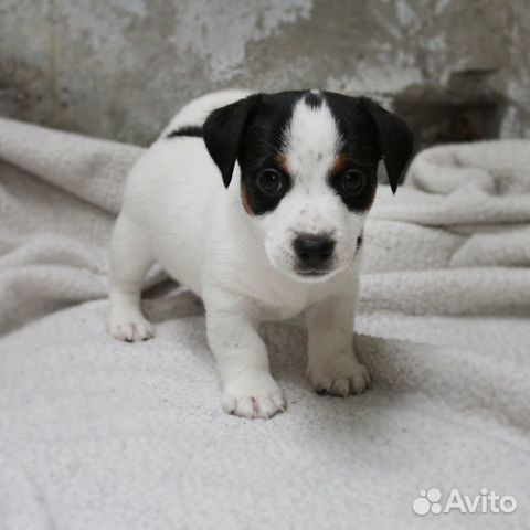 Клубный высокопородный щенок Джек Рассел Терьер