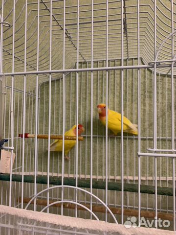 Попугаи-неразлучники в добрые руки