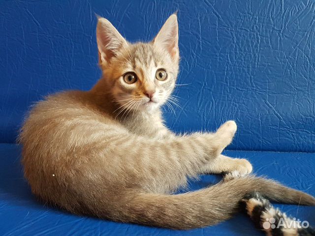 Котята рысята в хорошие руки