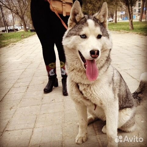 Сибирский хаски