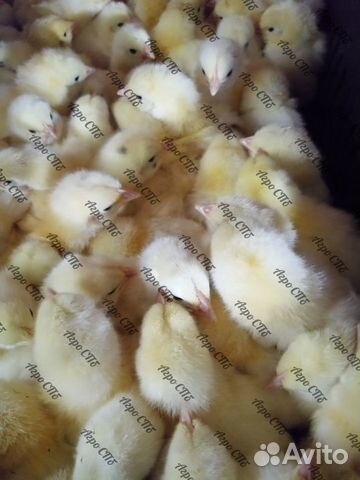 Суточный цыпленок бройлер росс 308 и кобб 500