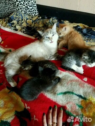Котята