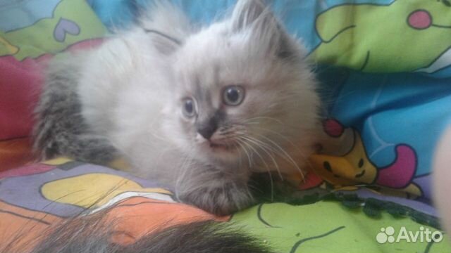 Ласковый бесенок(девочка)