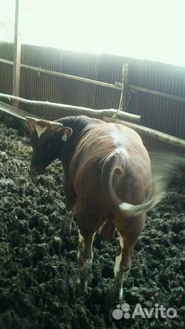 Бычки откормленные