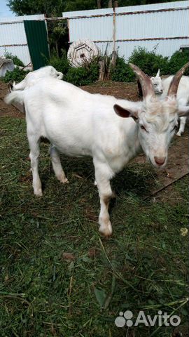 Козлики продажа или обмен