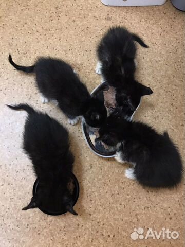 Котята в заботливые руки