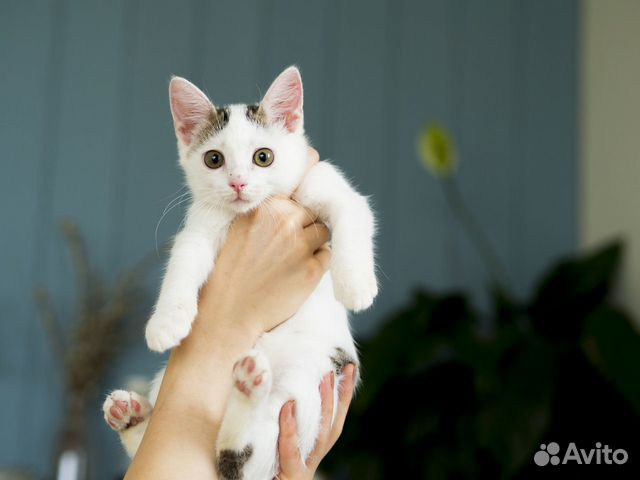 Котенок Вареник