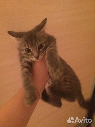 Кот дворянин