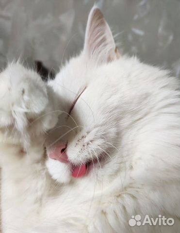 Белоснежный котейка в поисках дома и любящей семьи