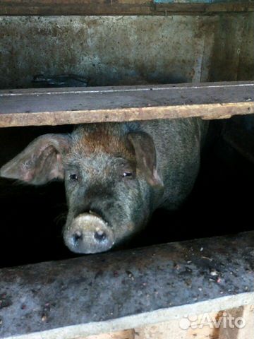 Хряк производитель,молодой