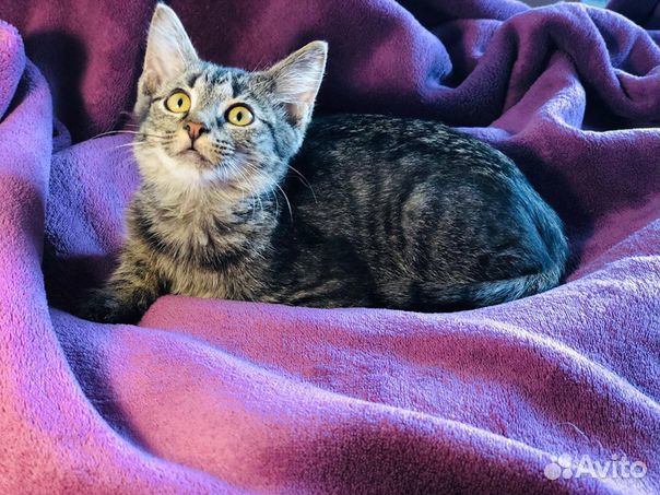 Котёнок подросток