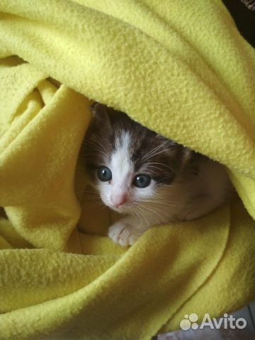 SOS спасите 2-Х недельного котенка