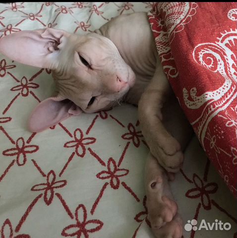 Канадский сфинкс