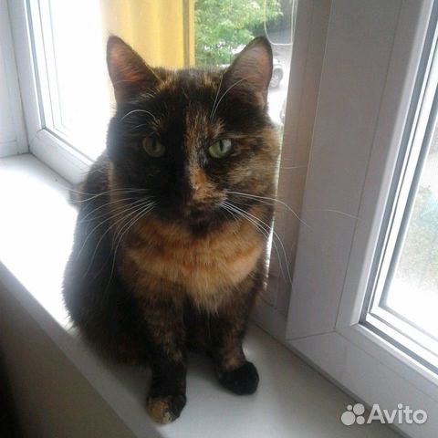 Трехцветная отказница Кира