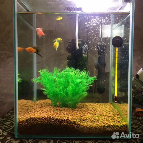 Аквариум куб aquael с рыбками