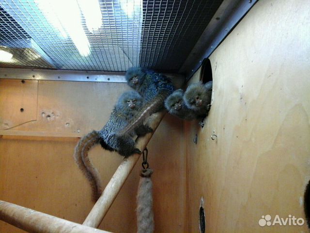 Очаровательные пушистики