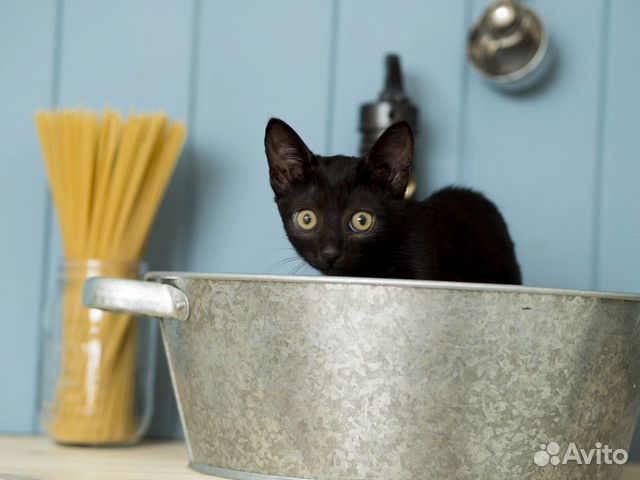 Котенок Черника