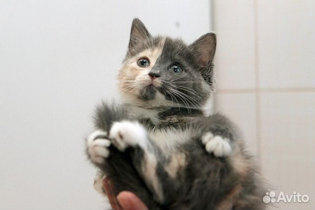 Котёнок девочка 1.5 мес