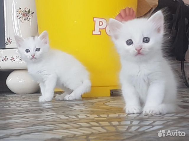 Ангорские котята мальчики 2 мес в добрые руки
