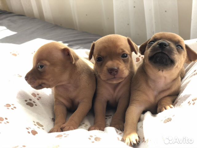 Щеночки той-терьера mini baby face