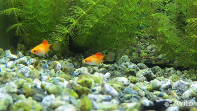 Отдаю бесплатно мальков пецилии и моллинезии