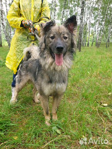 Смешной пёс Марик в добрые руки