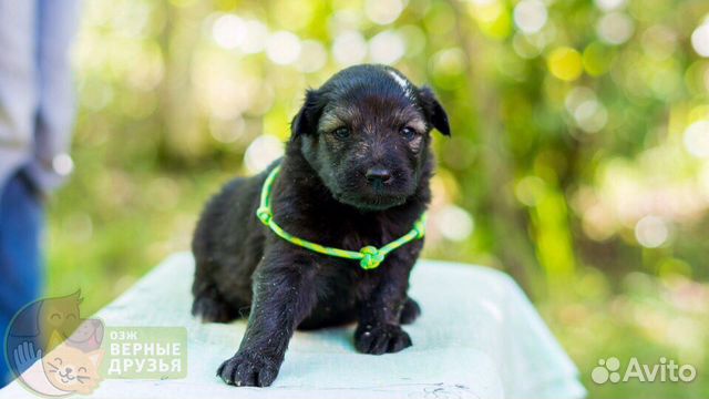 Щенок в дар