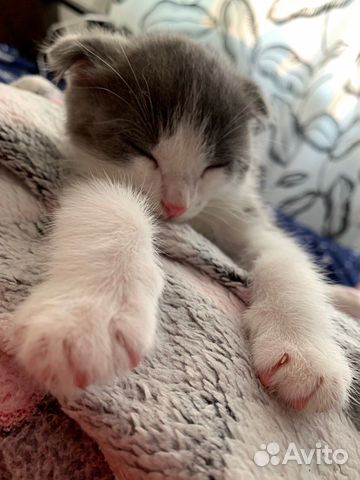 Вислоухий котенок в добрые руки