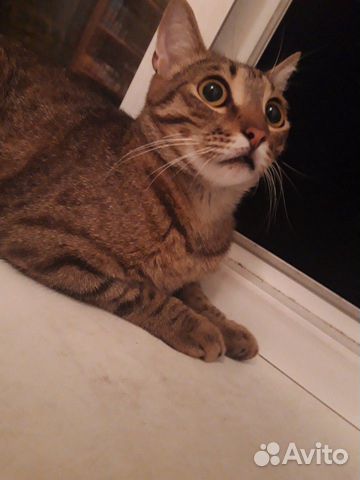 Отдам кота