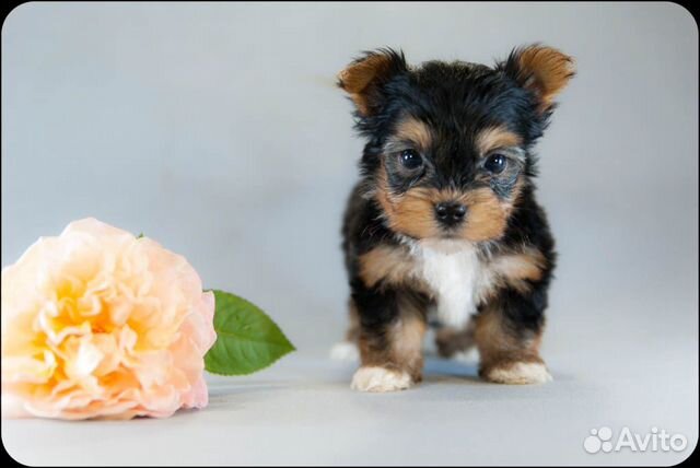 Яркая девочка йорка