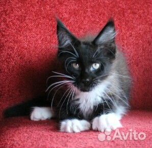 Котик мейн-кун 3мес