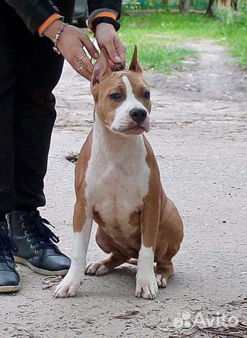 Супер девочка амстафф