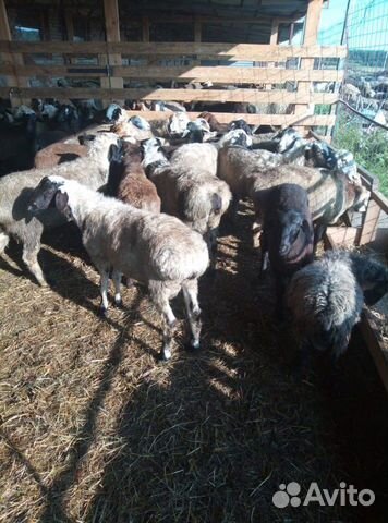 Бараны, овцы, ягнята разных пород на мясо и племя
