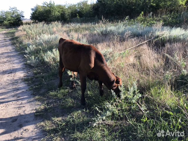 Продаю бычков