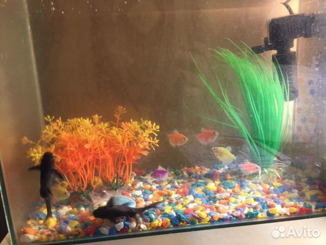 Аквариум + 6 тернеций + 2 сомика