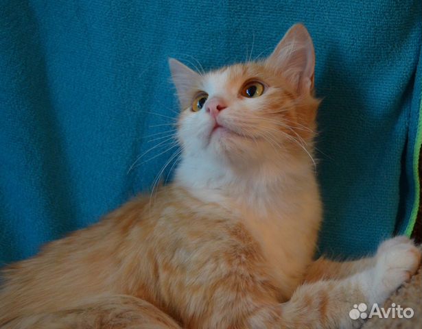 Кошечке подростку ищу дом