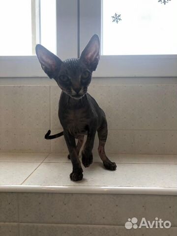 Котенок сфинкс Девочка 3.5 мес
