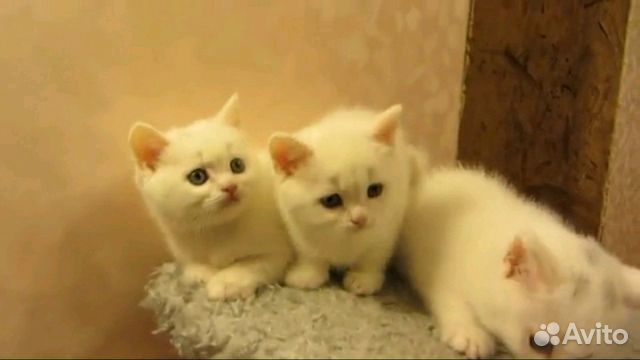Отдам в очень добрые руки белого красивого котенка