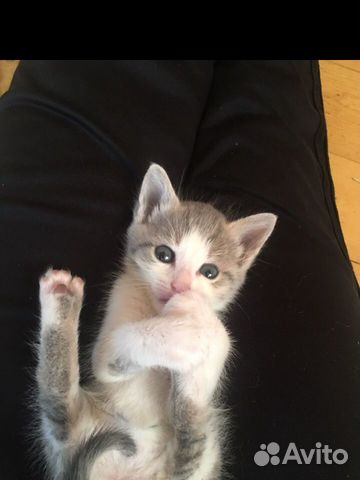 Котята. 2 рыжих и 1 трехцветный серый