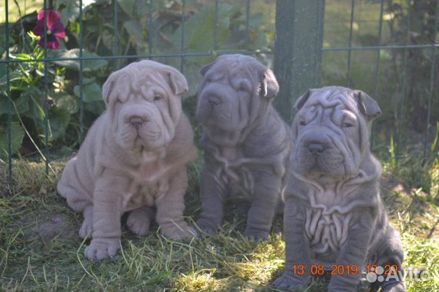 Малыши шарпея