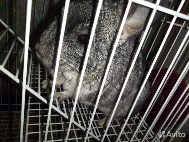 Самая милая Шиншилла