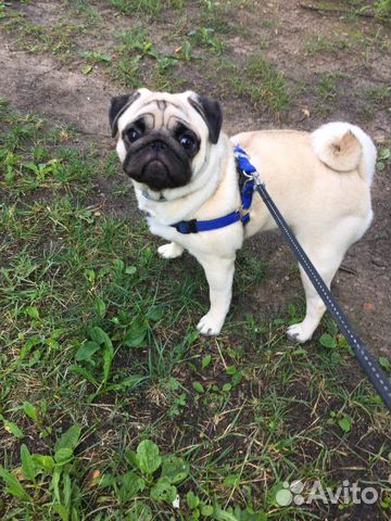 Отдам в хорошие руки