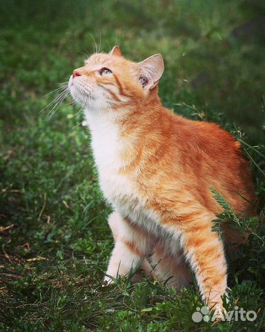 Кот ищет дом