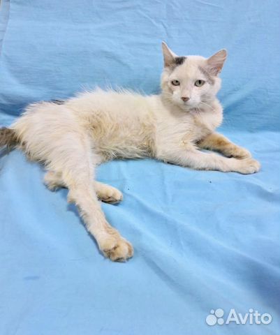 Белый, средней пушистости кот (кошки, коты)
