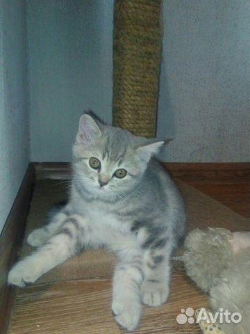 Котята вислоухого Шотландского (скоттиш фонд) папа