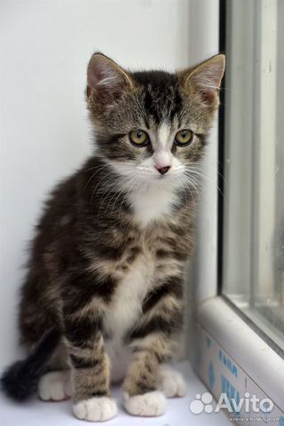 Котенок мальчик в самые добрые руки