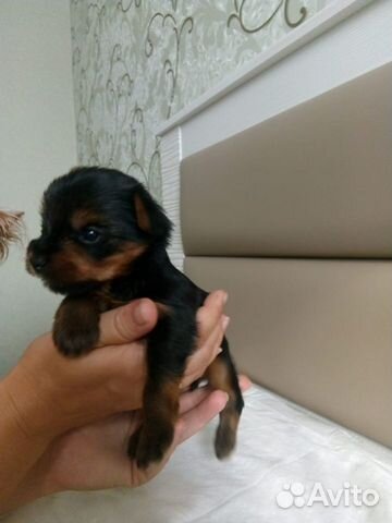 Йоркширский терьер