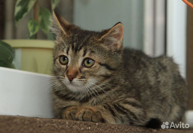 Маша 3-3.5 мес