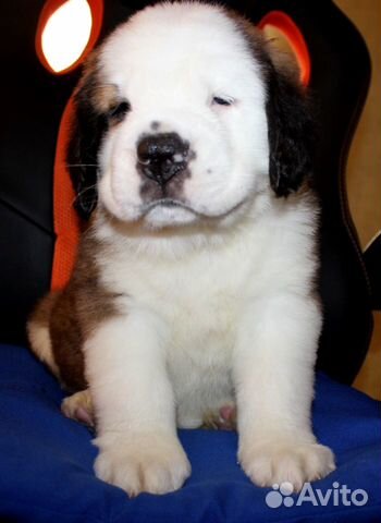 Сенбернары из питомника